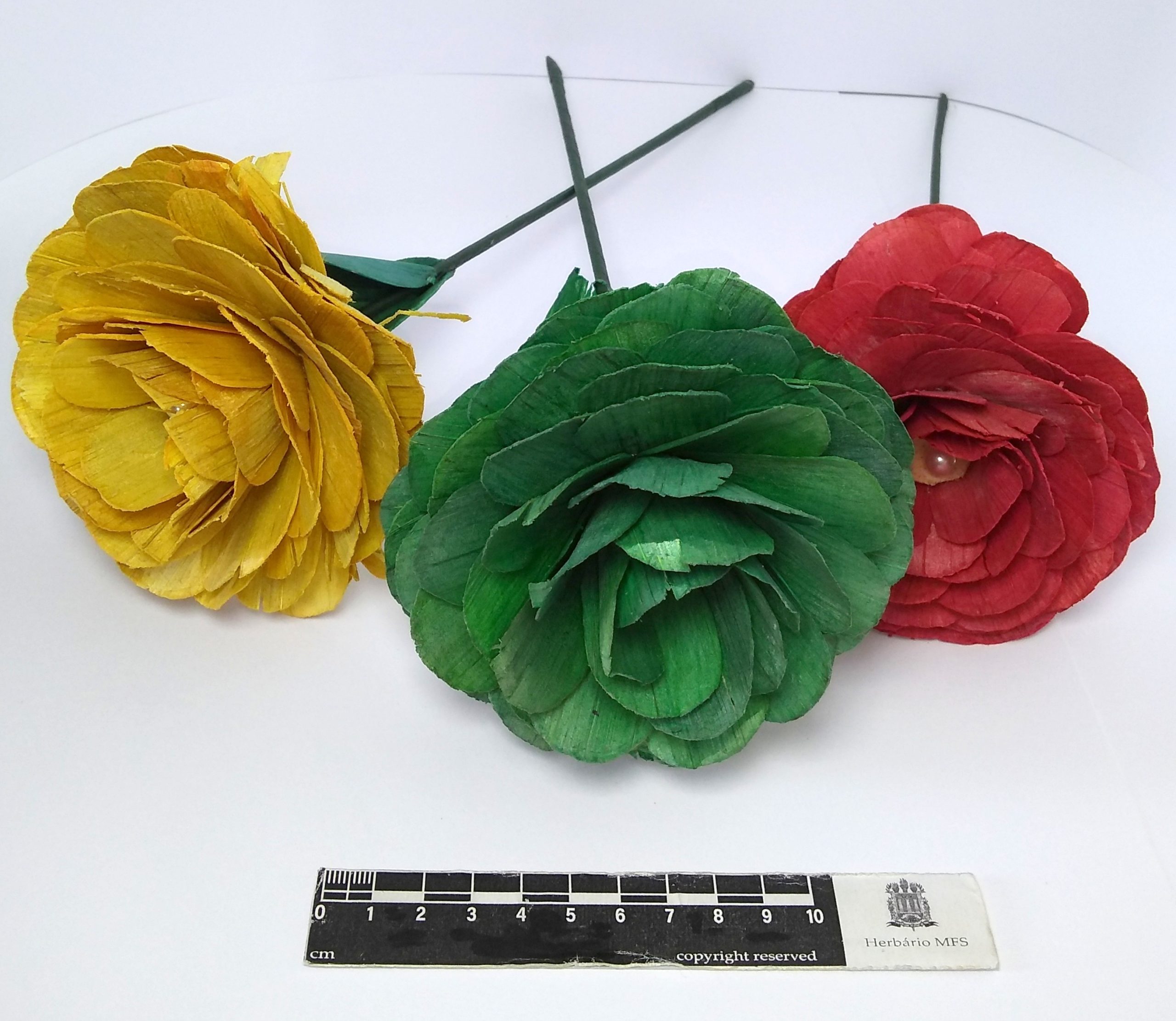Flores de Miriti - Herbário MFS