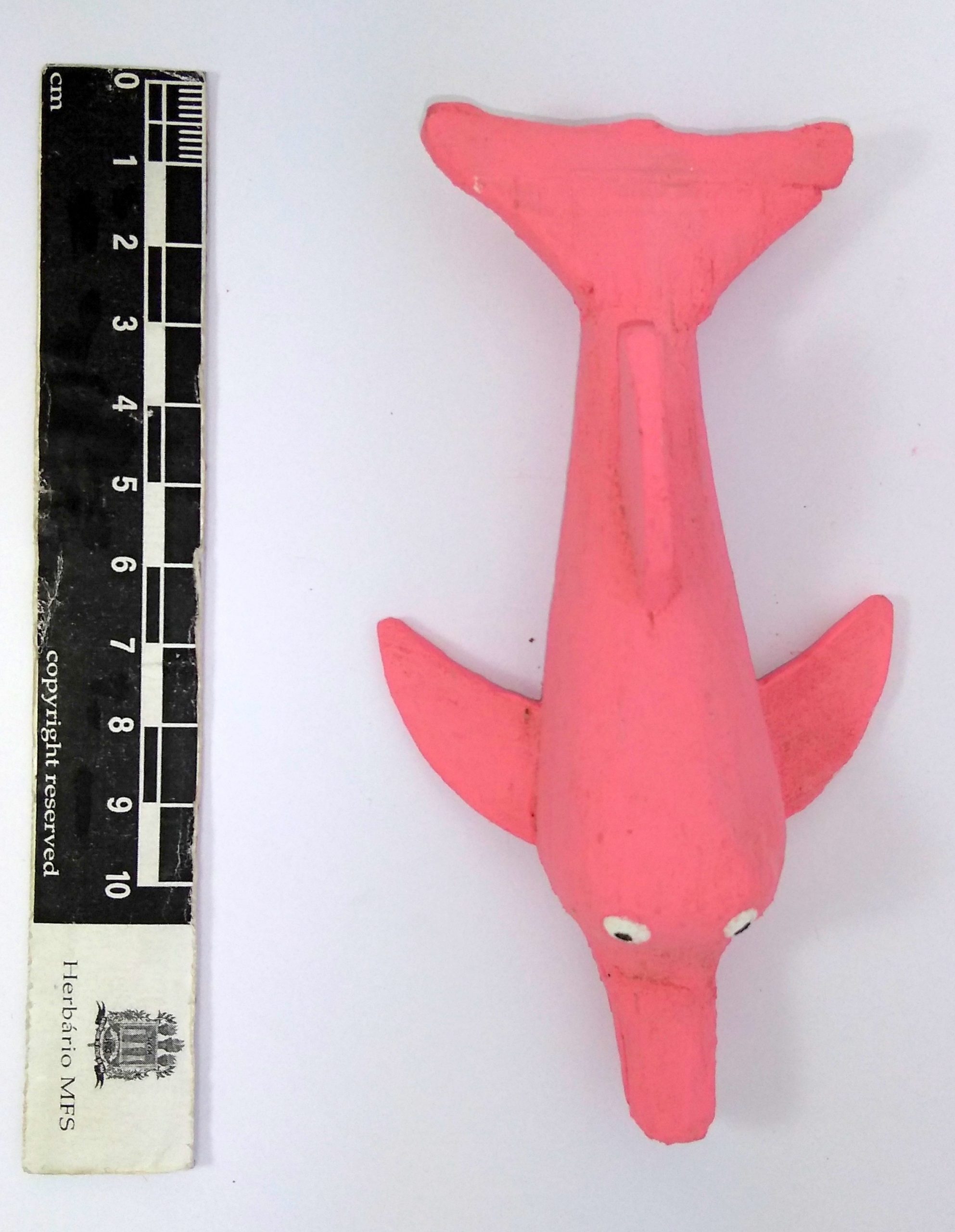 Boto de Miriti - Herbário MFS