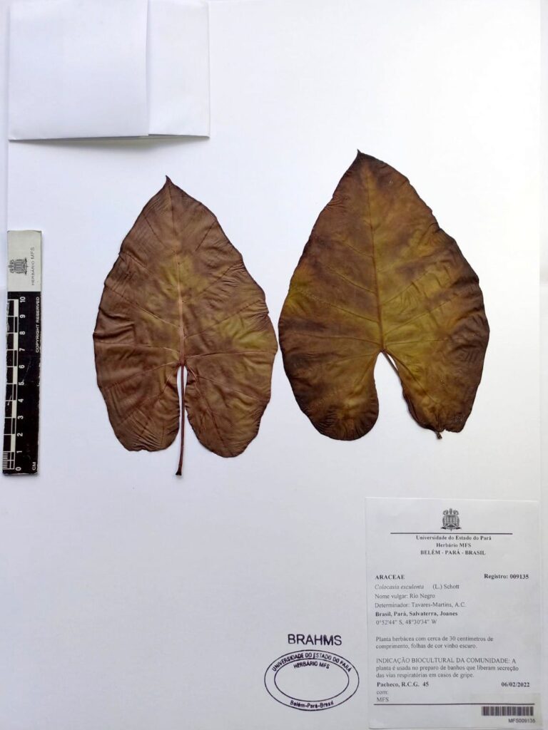 Elixir Paregórico - Exsicata - Herbário MFS