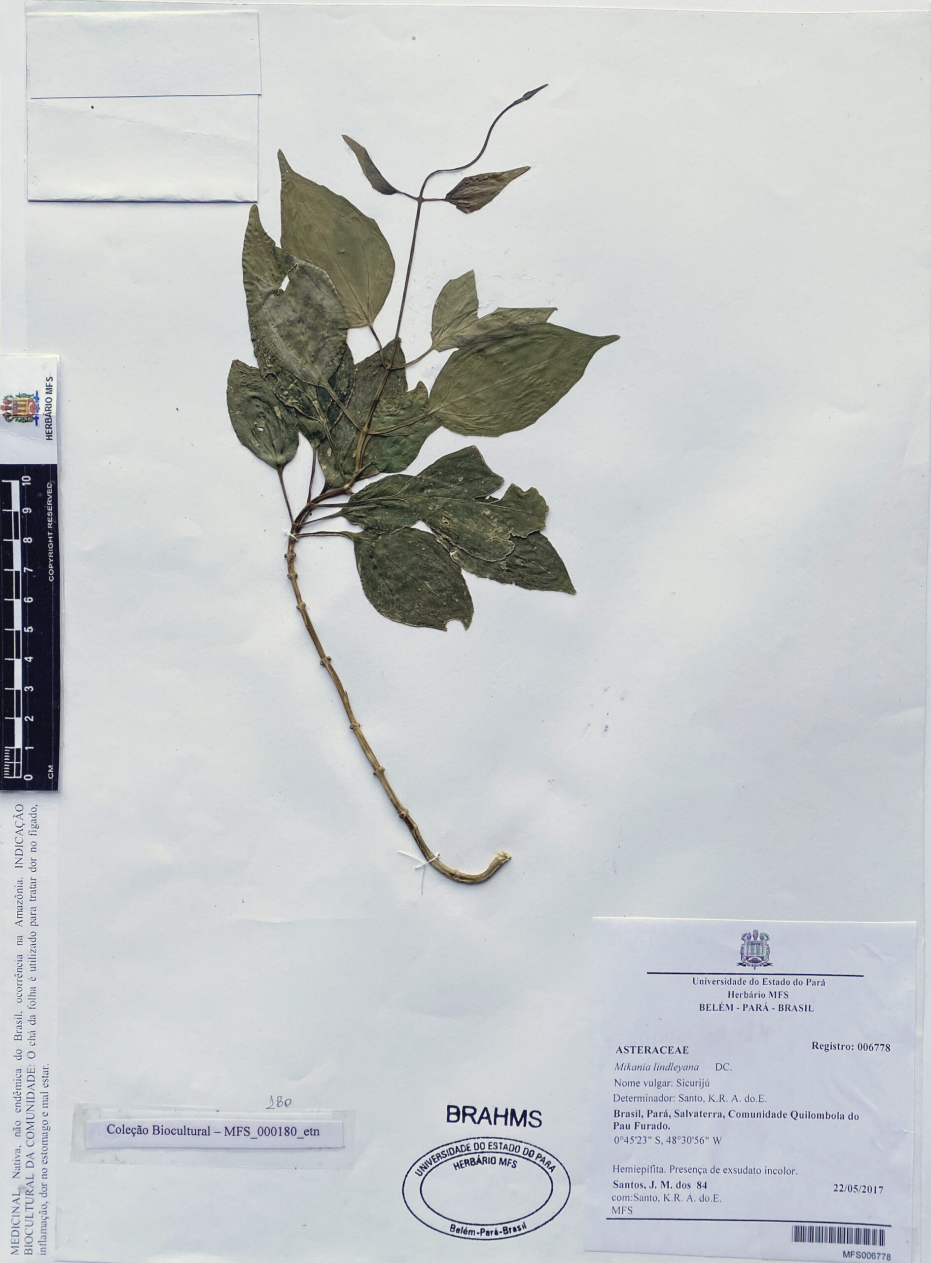 Sucuriju - Exsicata - Herbário MFS