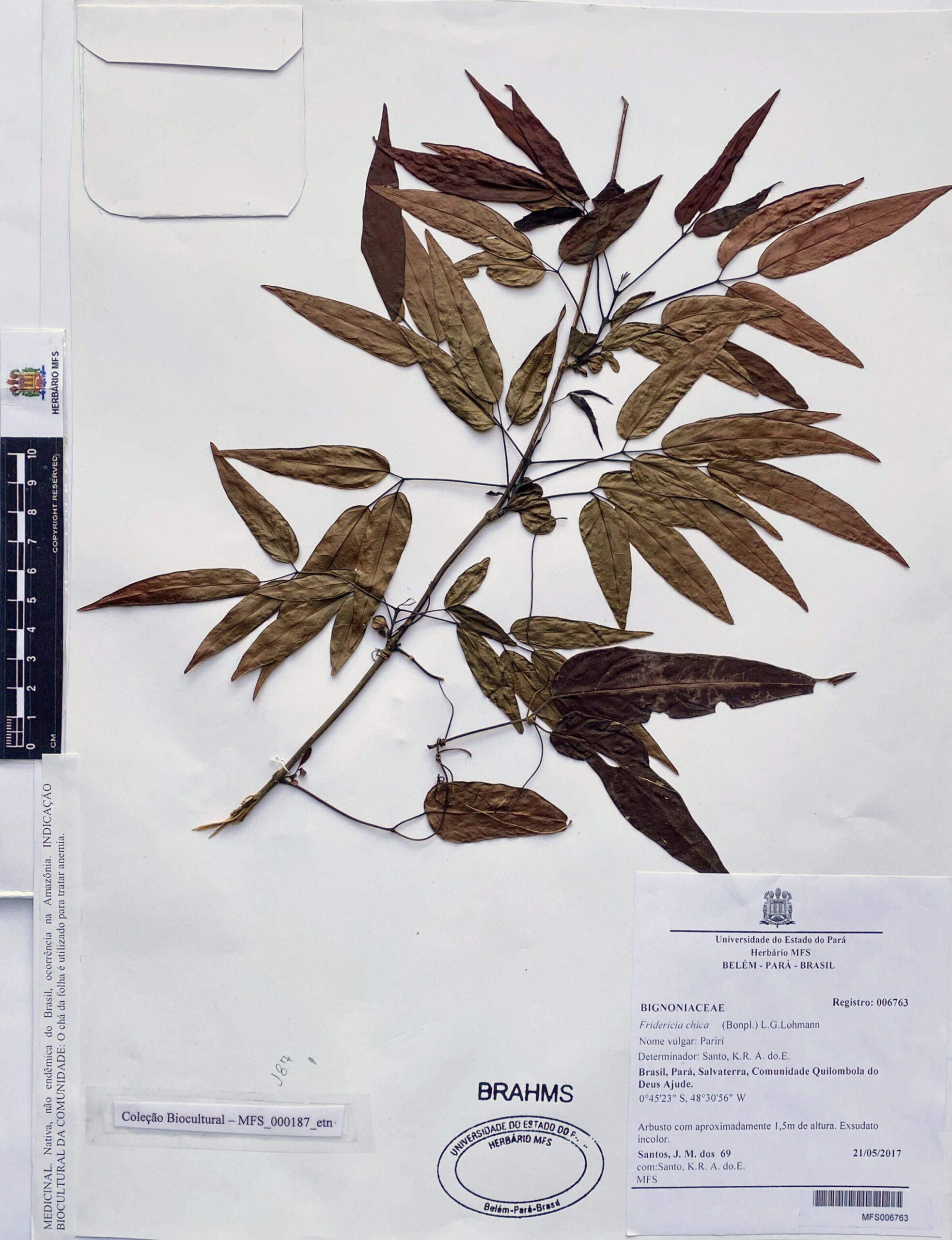 Parirí - Exsicata - Herbário MFS