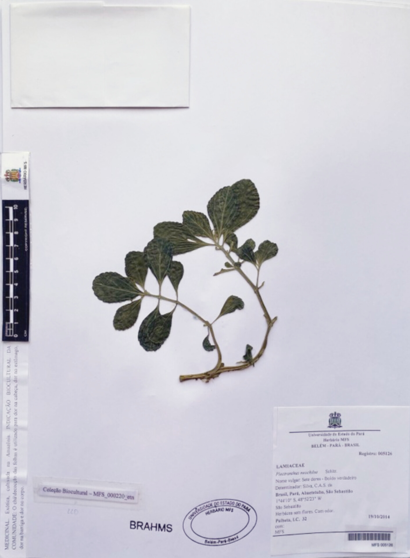 Sete dores/Boldo verdadeiro - Exsicata - Herbário MFS
