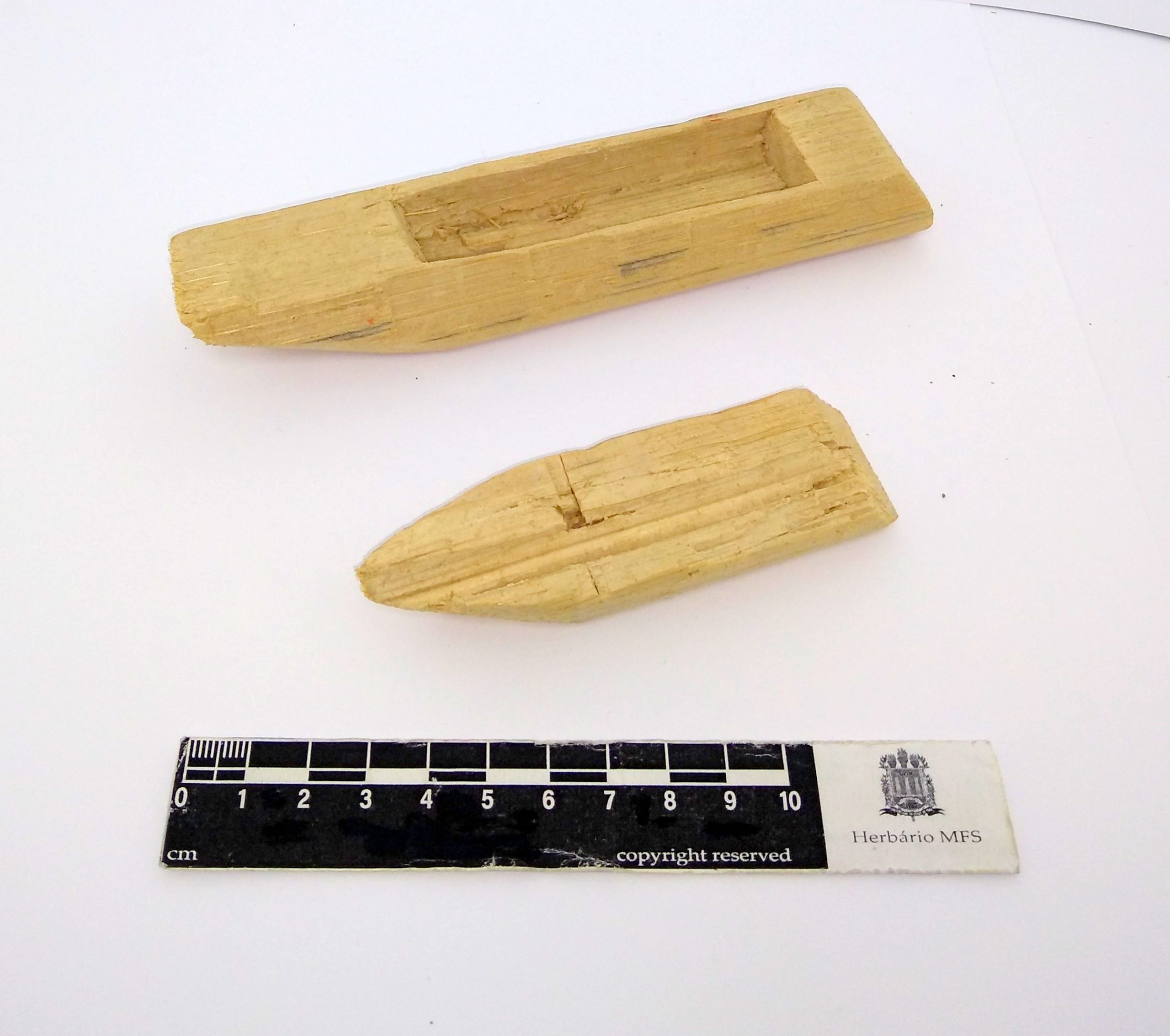 Barco de Miriti - Herbário MFS