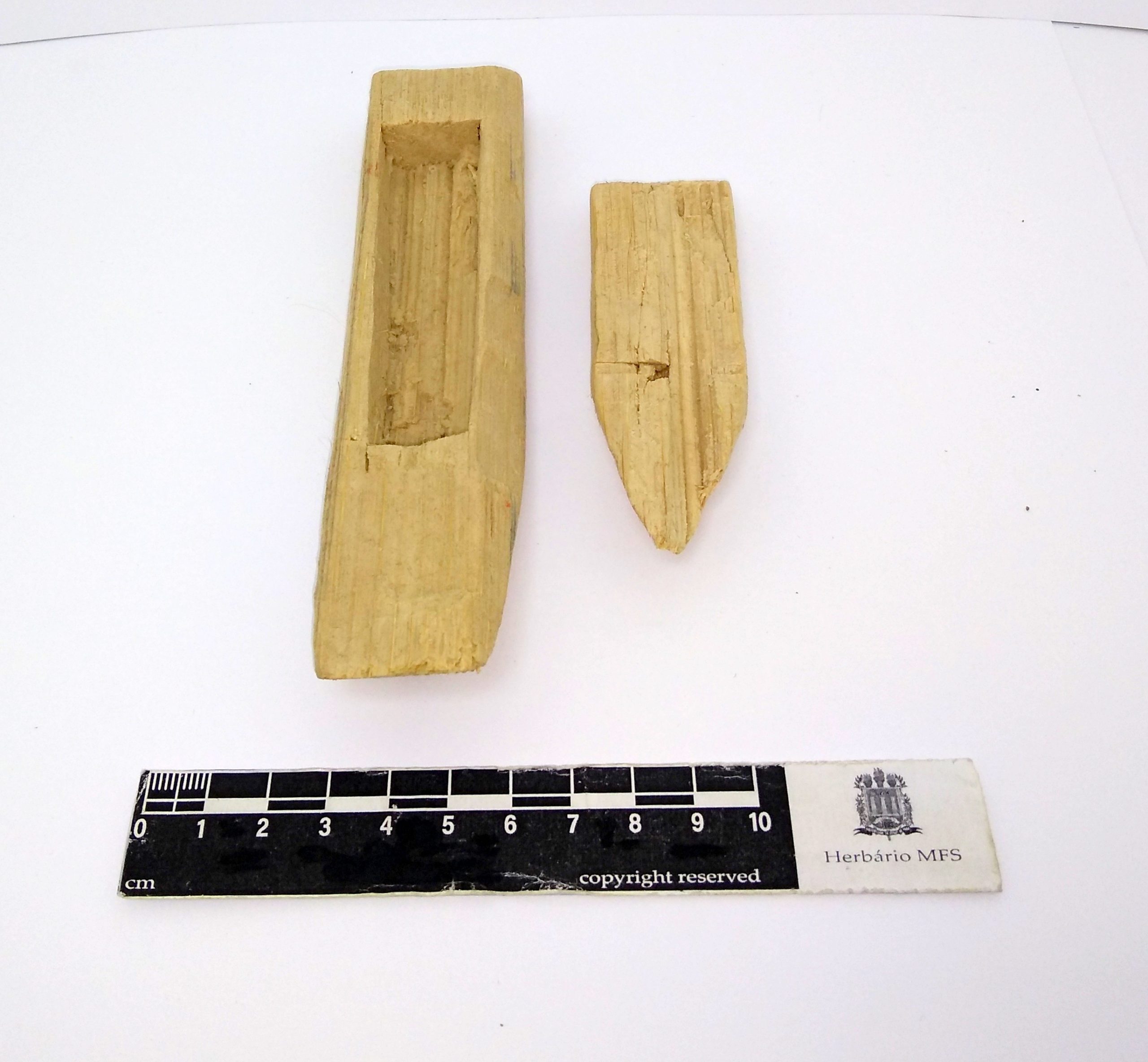 Barco de Miriti - Herbário MFS