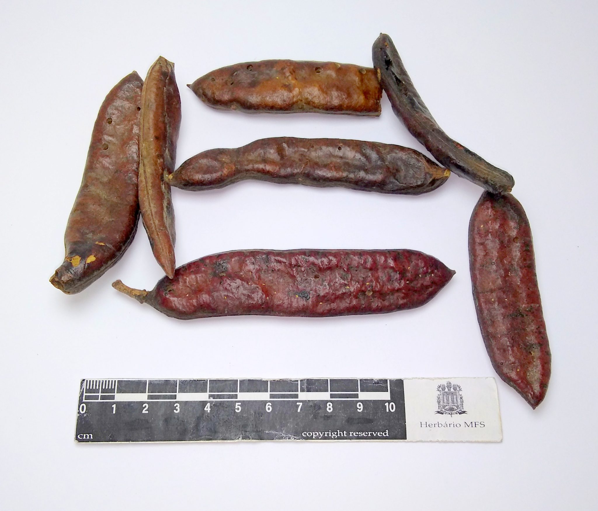 Jucá - Herbário MFS