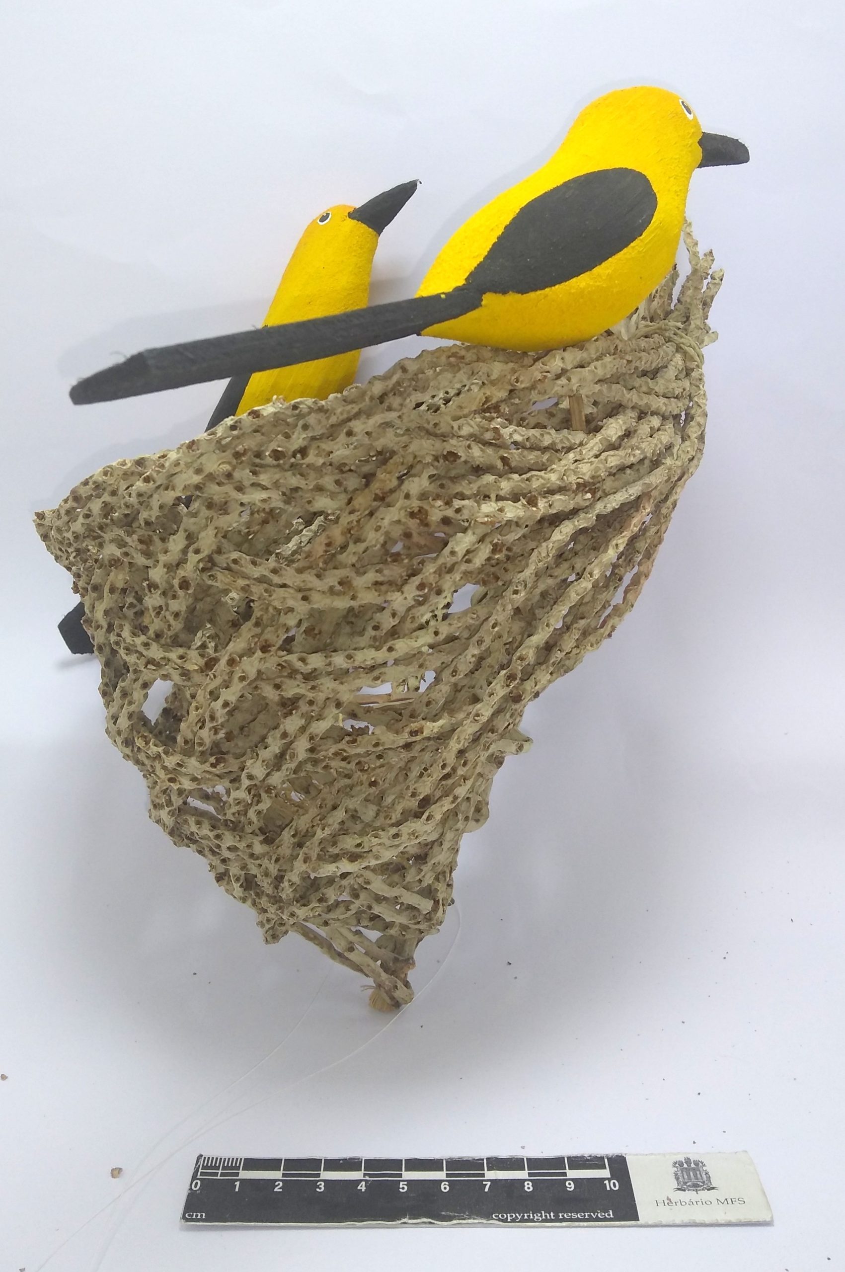 Pássaros no ninho de Miriti - Herbário MFS
