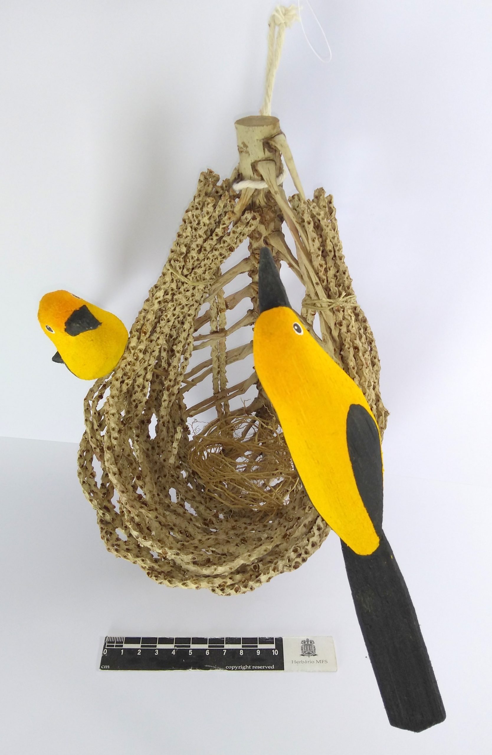 Pássaros no ninho de Miriti - Herbário MFS