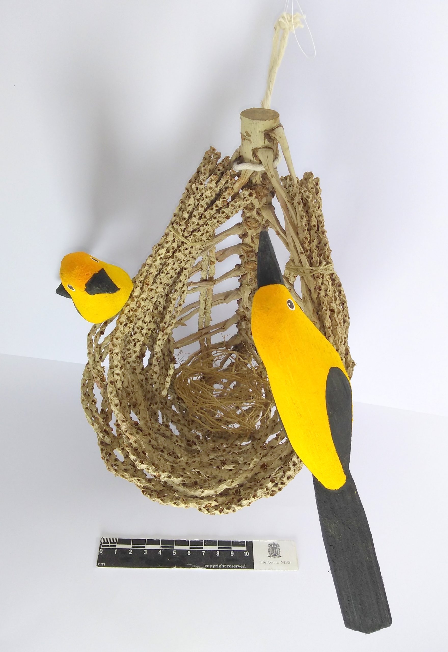Pássaros no ninho de Miriti - Herbário MFS