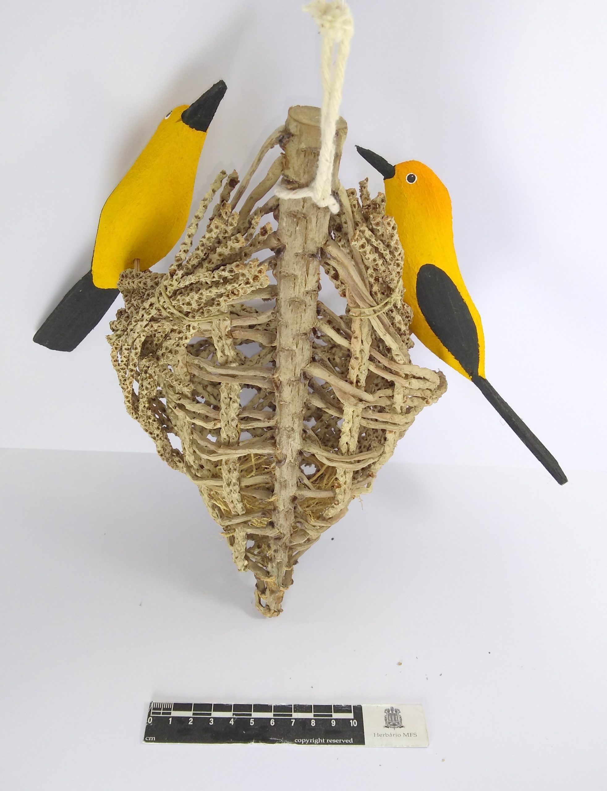 Pássaros no ninho de Miriti - Herbário MFS
