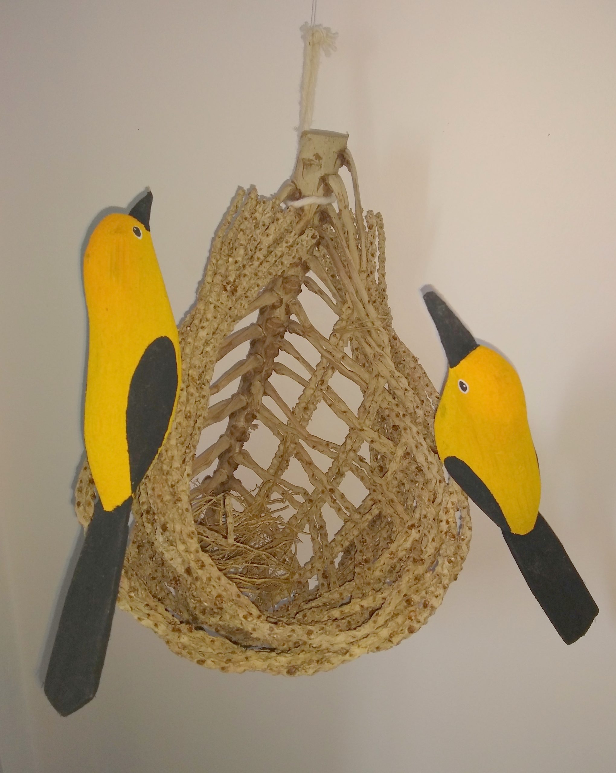 Pássaros no ninho de Miriti - Herbário MFS