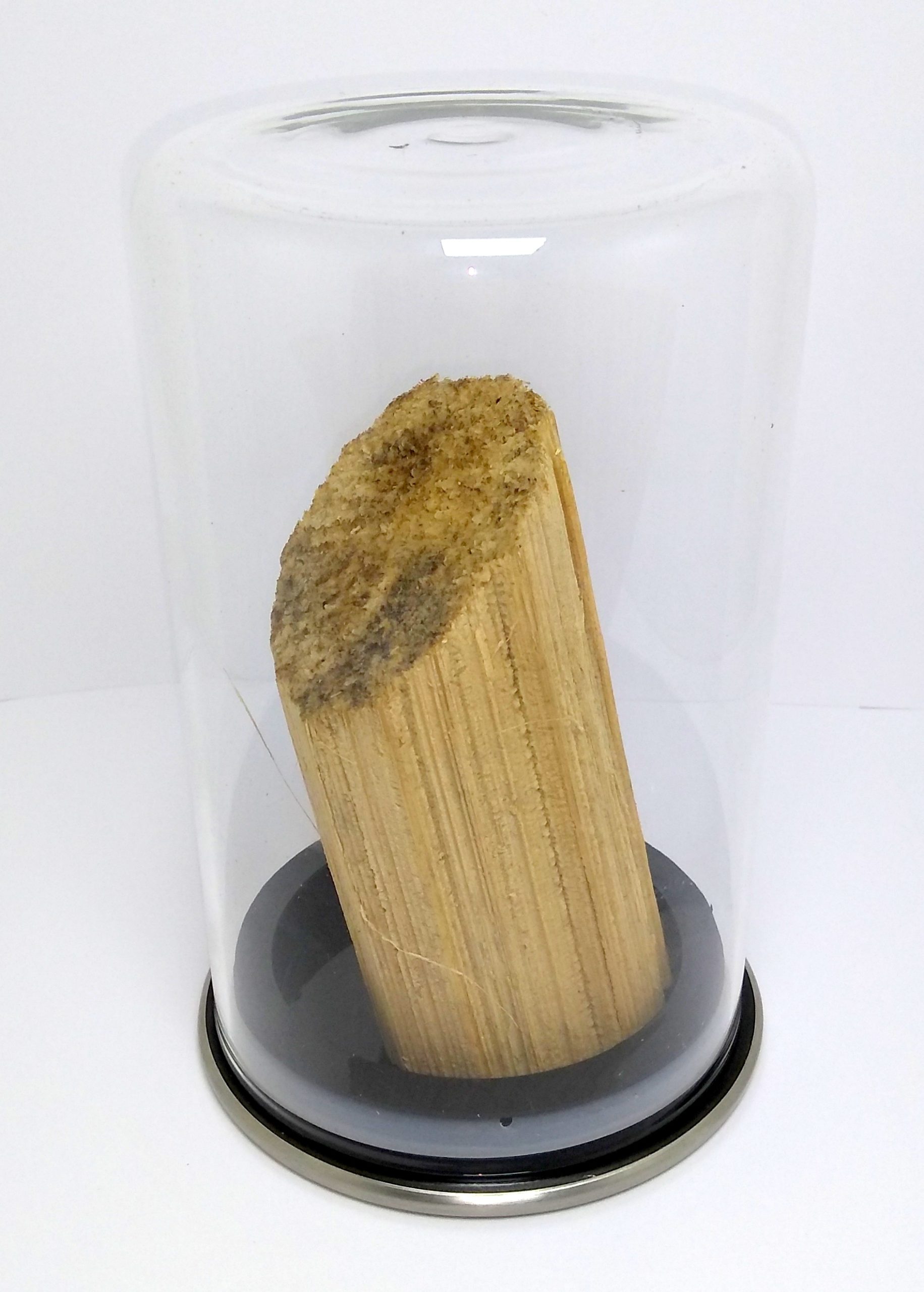 Ponta da Braça com resina - Herbário MFS