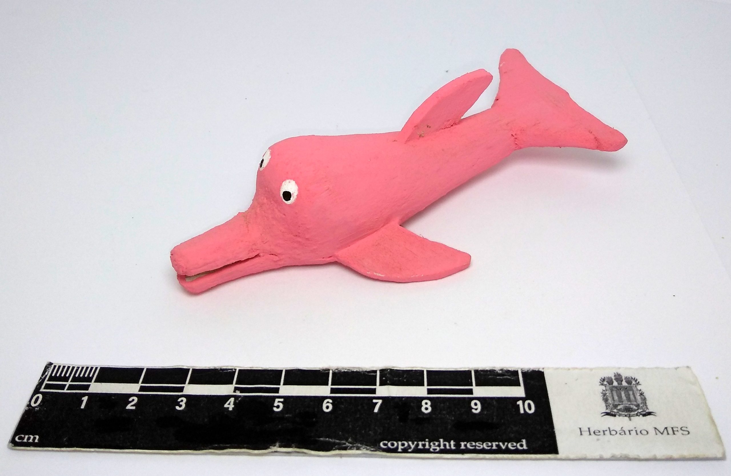 Boto de Miriti - Herbário MFS