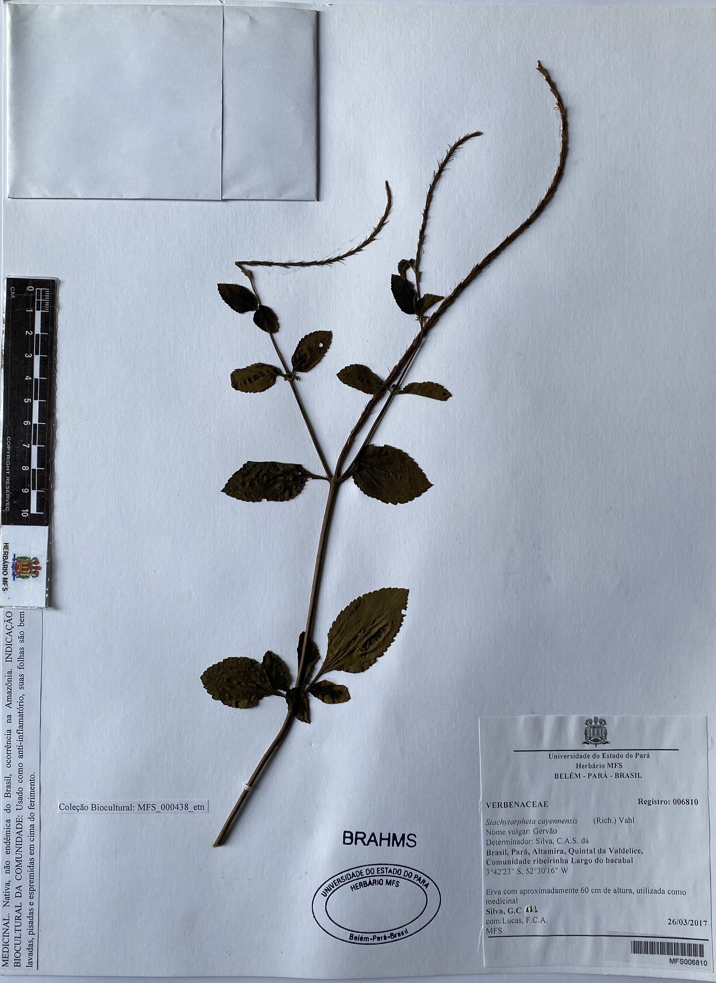Gervão - Exsicata - Herbário MFS