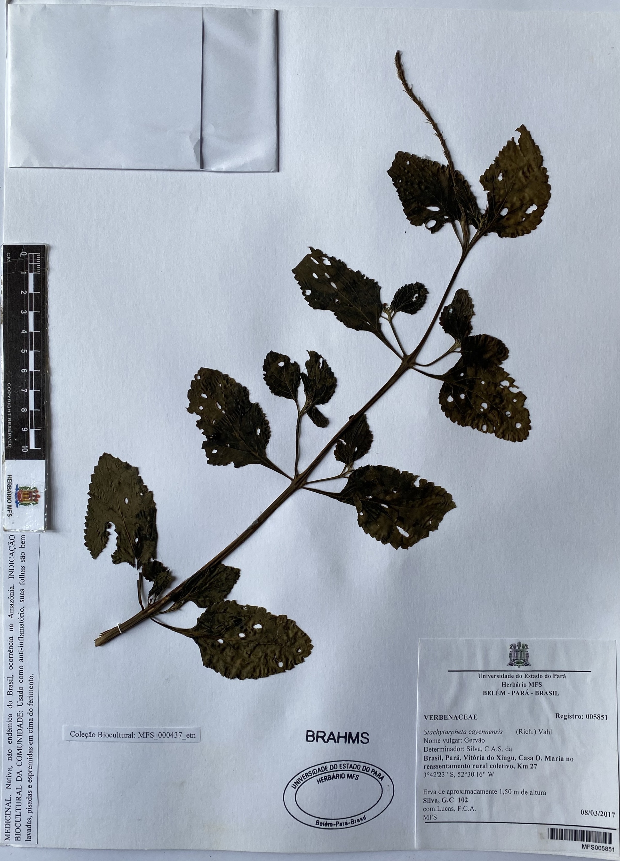Gervão - Exsicata - Herbário MFS