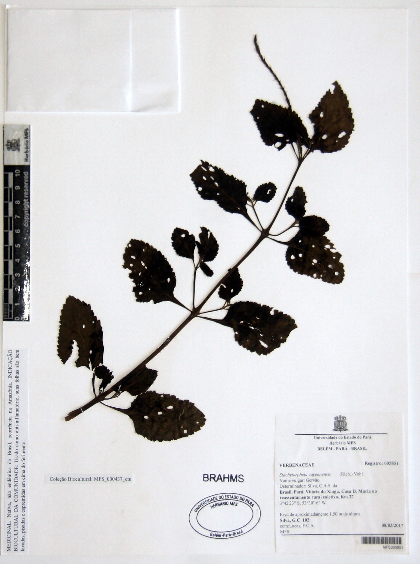 Gervão - Exsicata - Herbário MFS
