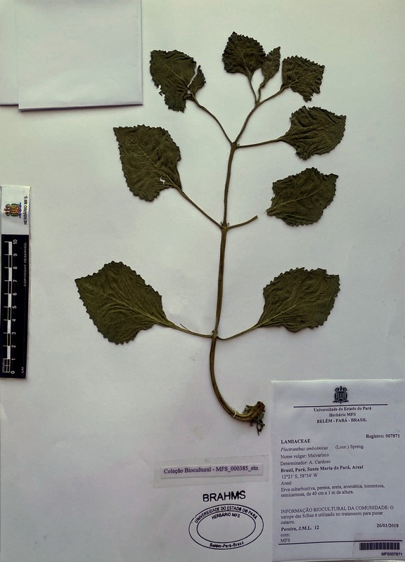 Malvarisco - Exsicata - Herbário MFS
